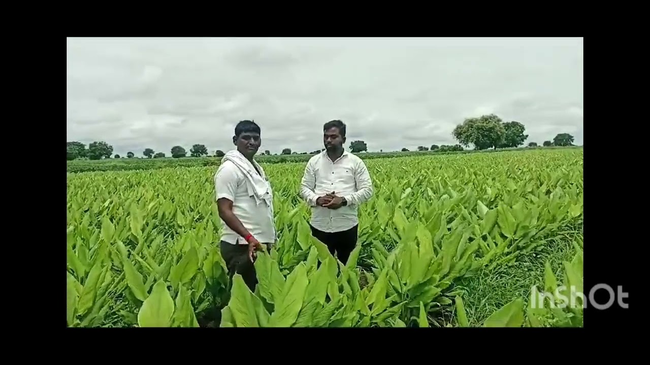 amazing biofactor results in Turmeric crop - YouTube