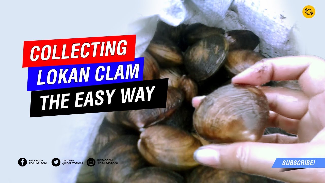 COLLECTING LOKAN CLAM THE EASY WAY | ROUND CLAM - YouTube