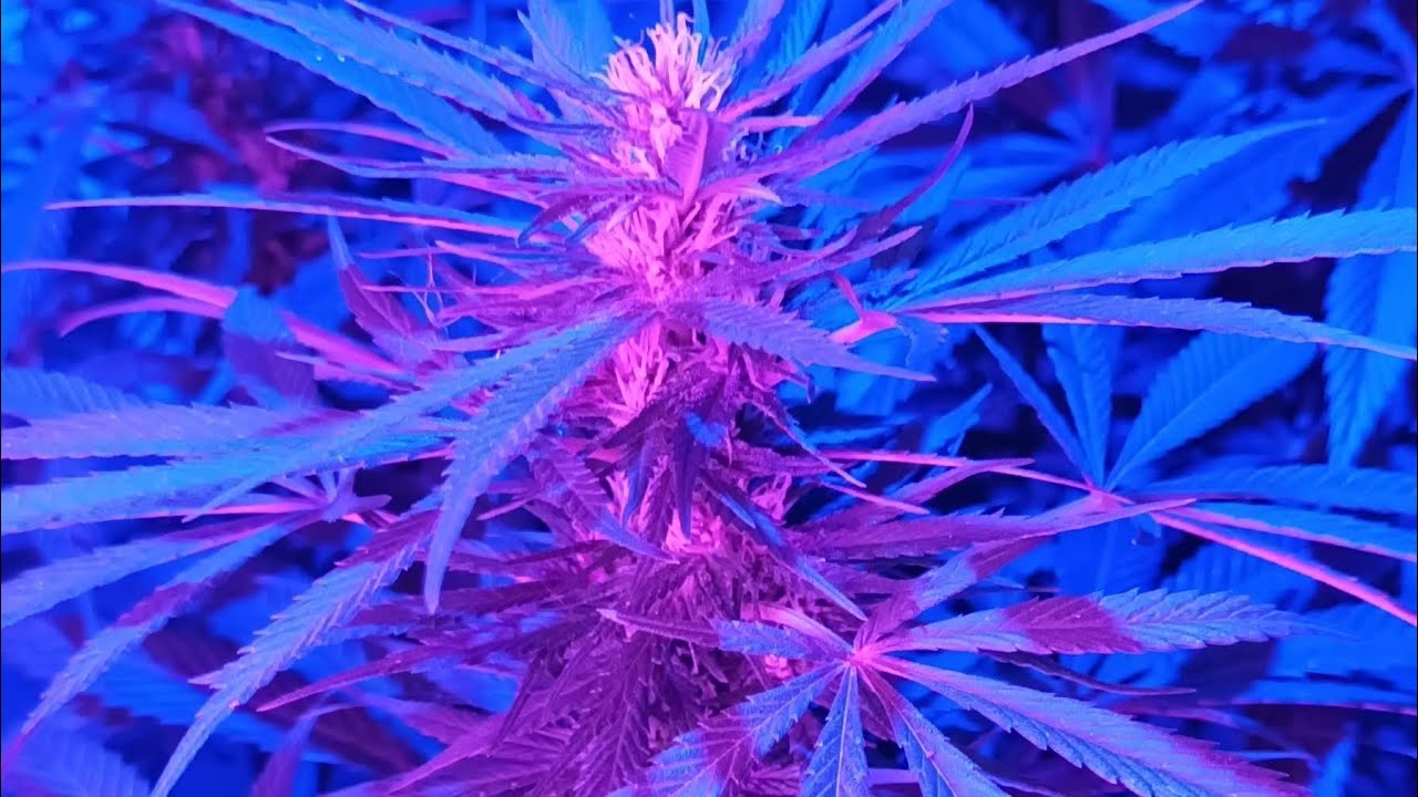 Gelato #47 Positronics Seeds. 20lts (exterior) #plantas #gelato - YouTube