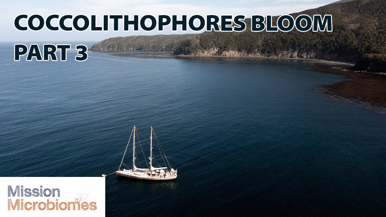 Bloom of Coccolithophores - Part 3 | Mission Microbiomes - YouTube