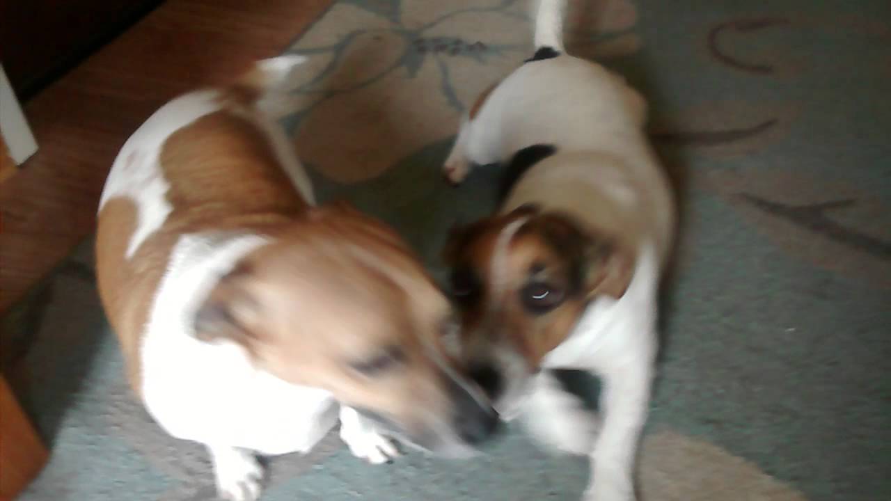 Daisy and Guinness being Silly | Jack Russell - YouTube