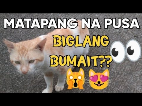 MATAPANG PERO MABAIT! ️👀🐾 - YouTube