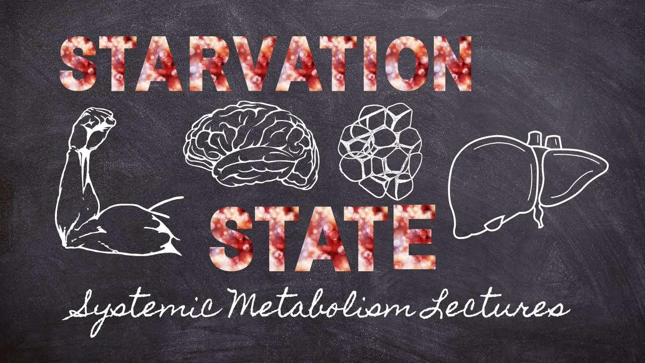 Starvation State Metabolism | Systemic Metabolism Part 7 ...