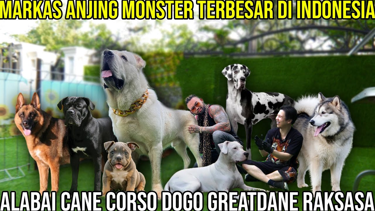 MARKAS ANJING MONSTER TERBESAR DI INDONESIA ALABAI CANE CORSE DOGO ...