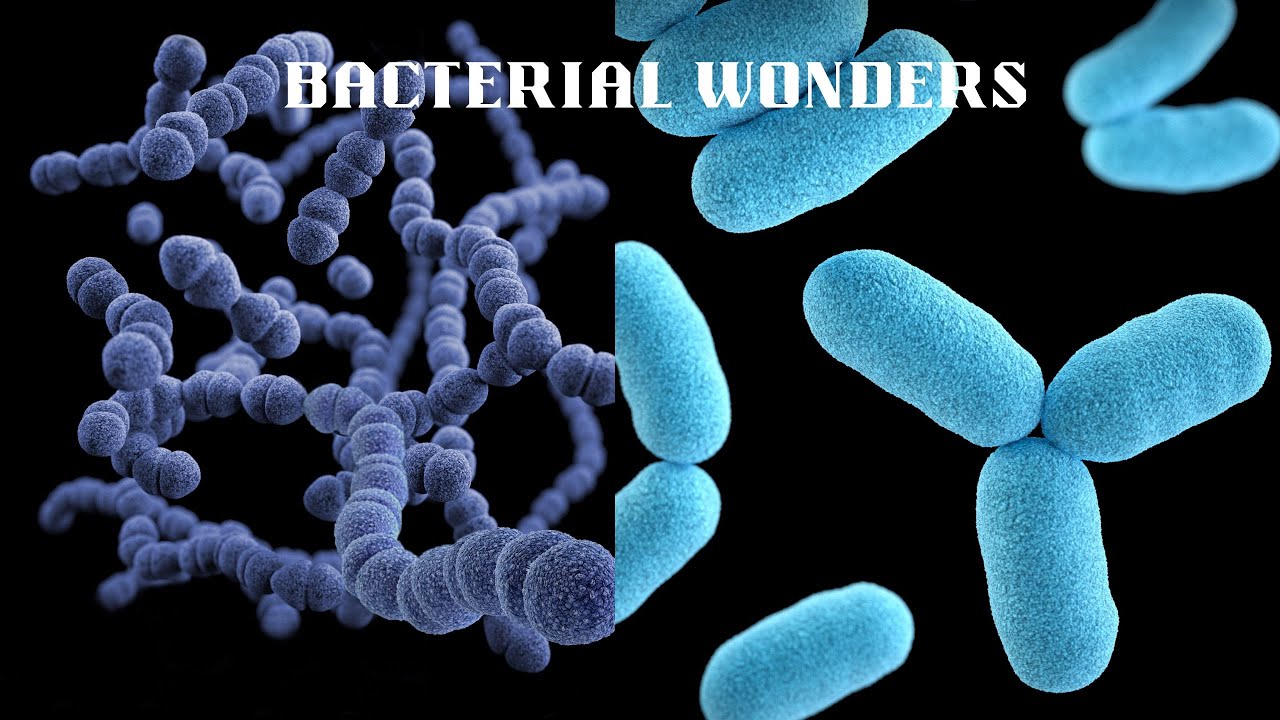Exploring the Fascinating World of Bacteria .Bacterial Wonders. - YouTube