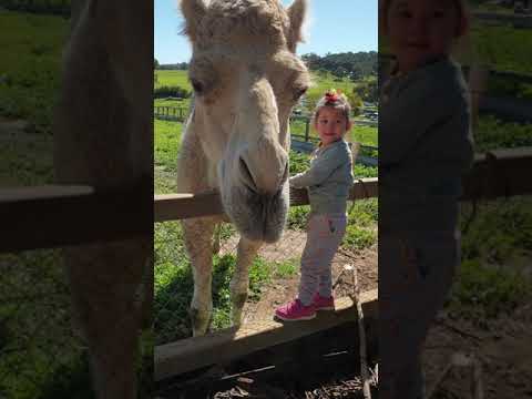 Camel 🐪🐪🐪 cuddle - YouTube