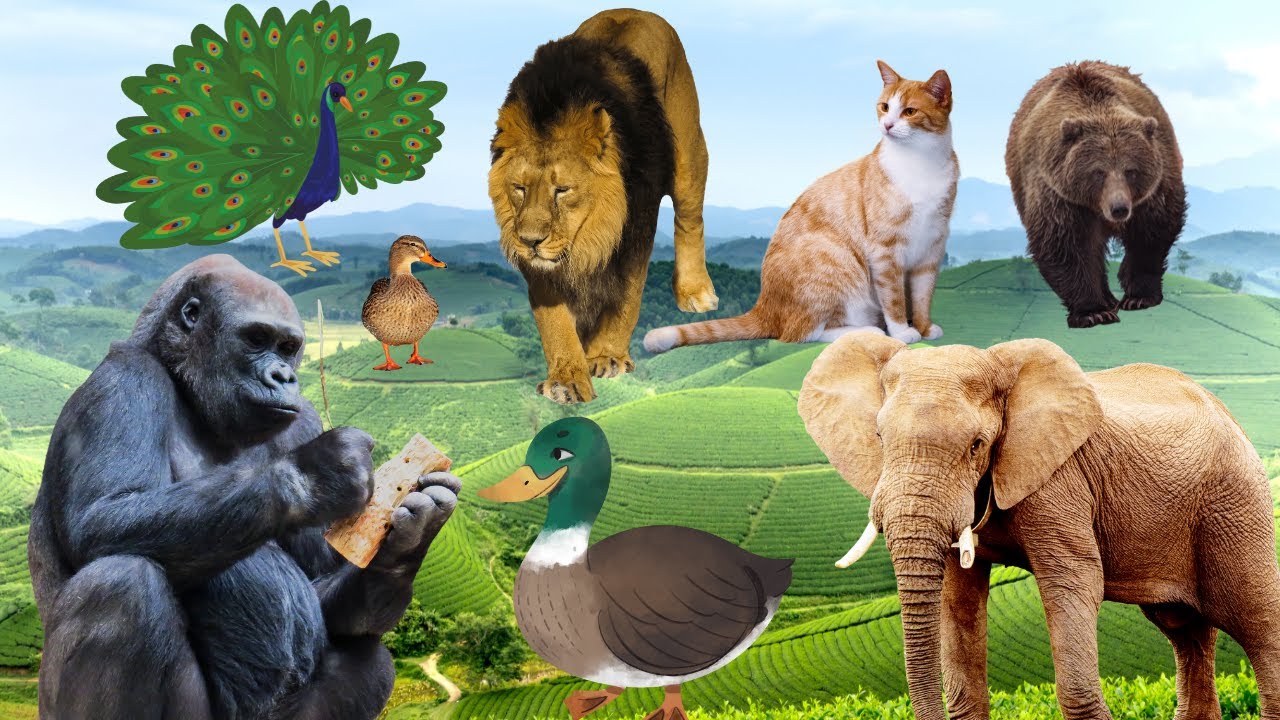 Animals crazy steps in sounds | Pleasent moments of little animals ...