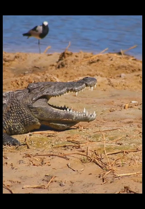 Cocodrilo, Rey Del Pantano Parte 1 - YouTube