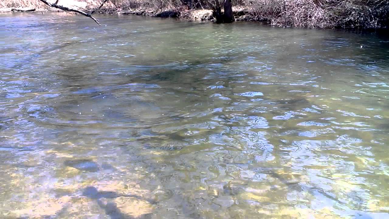 Trout Rising, Late March, in Central Pennsylvania Spring Fed Stream ...