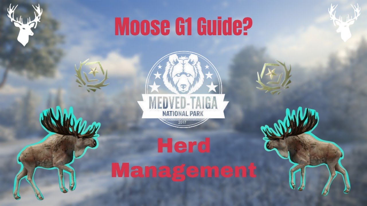 The G1 Moose Herd Management Guide! - YouTube