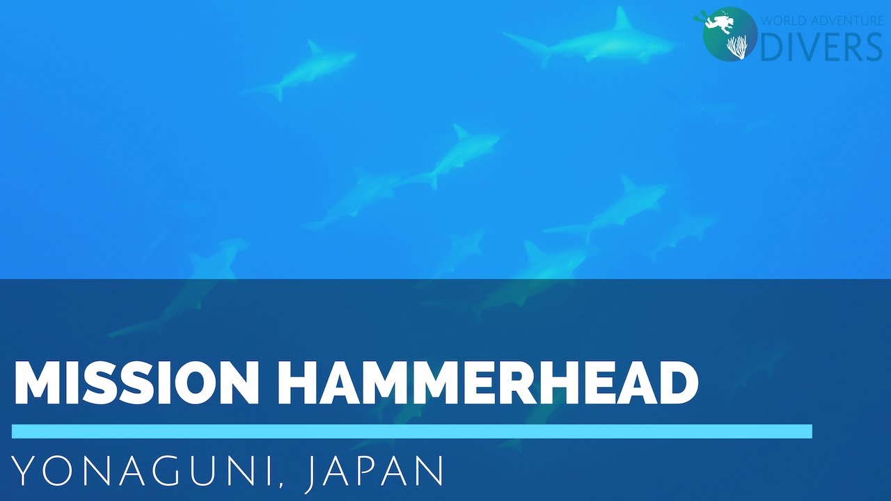 Diving in Japan : Mission Hammerhead Sharks in Yonaguni - YouTube