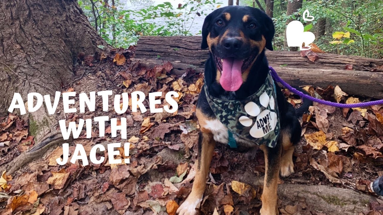 Day With Dog - Jace | ADOPTED Dog Spotlight - YouTube