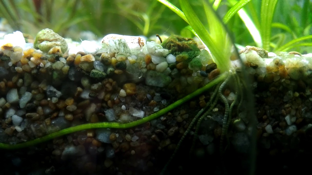 Microfauna del acuario - YouTube