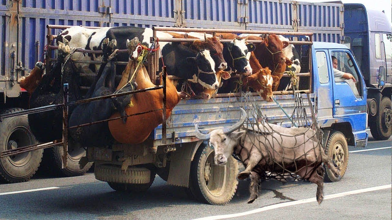 Intelligent Technology Modern Cow Calf Transportation Automatic Hay ...