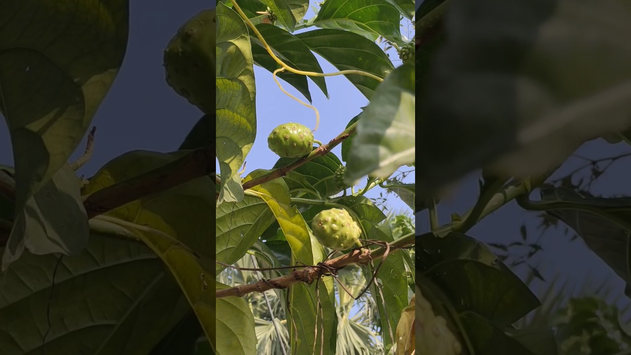 Nani Fal/ Medicinal plants#Biswas Agro. - YouTube