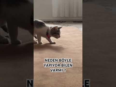 Açıklayan çıkarmı?  #korku #kedi #mizah #keşfetteyiz #fyp #funny