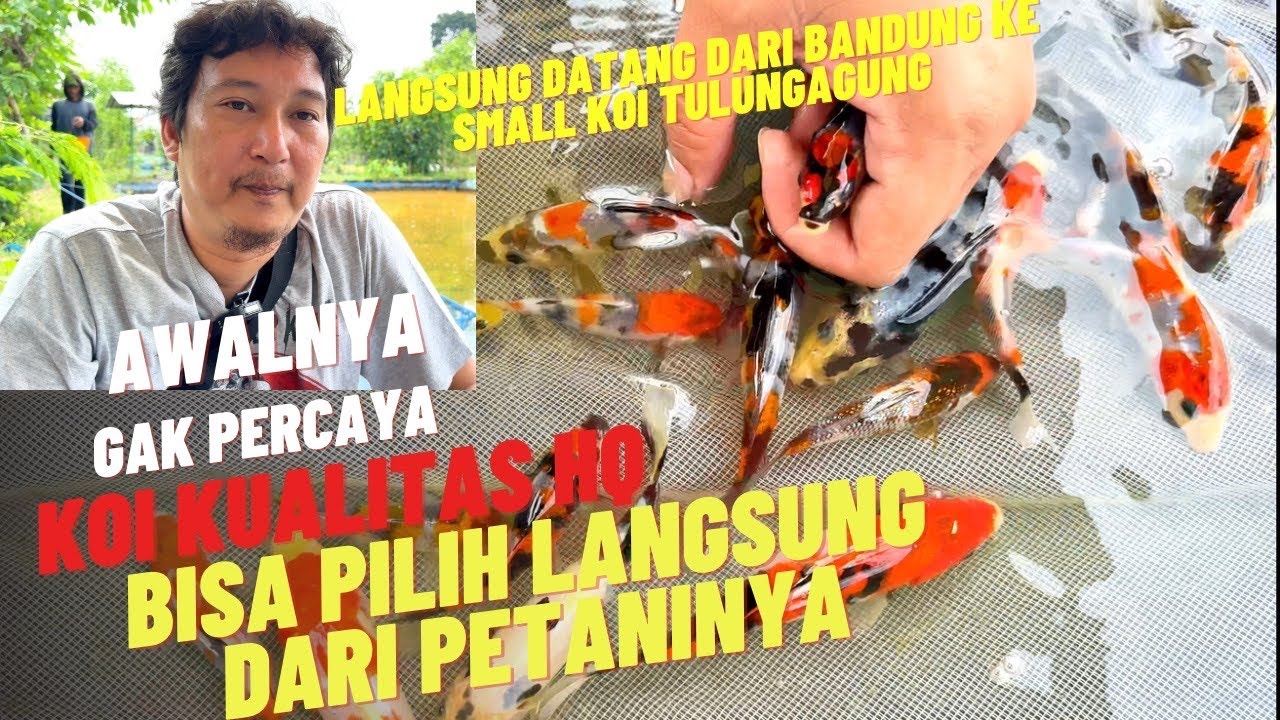Awalnya Gak Percaya‼️Setelah tau,Minta totalitas maksimal guna di jual ...