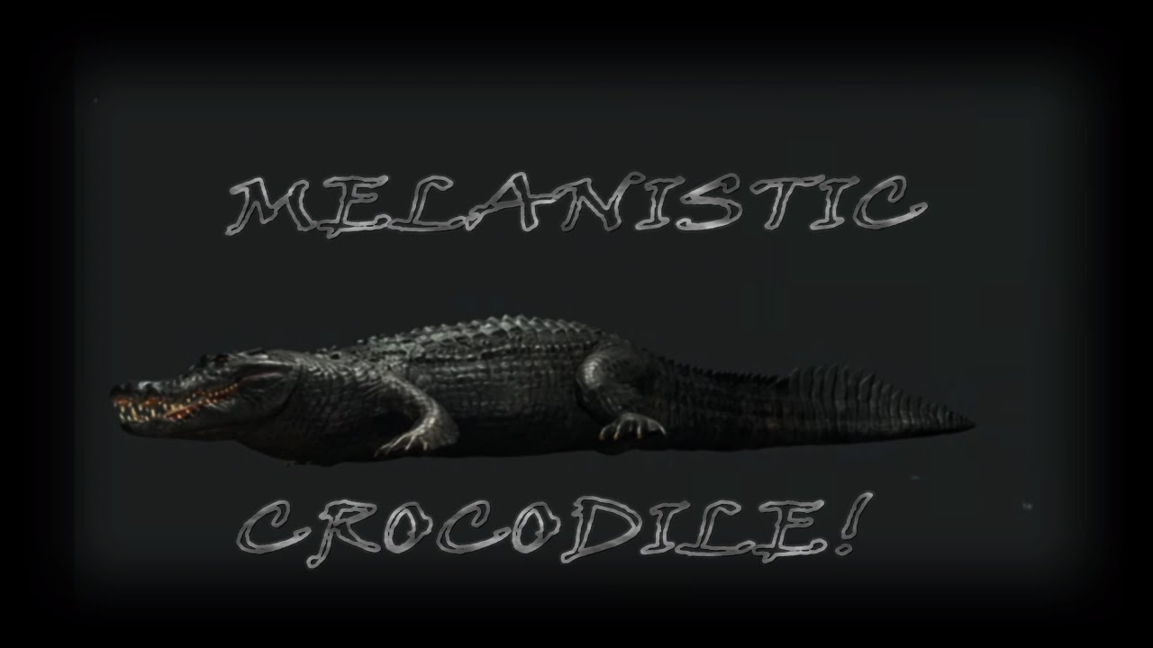 Melanistic Crocodile! - YouTube