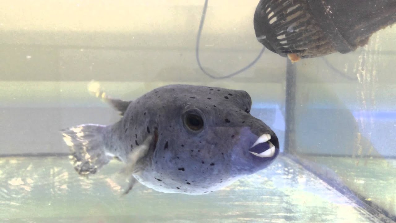 Dog-faced puffer (Arothron nigropunctatus) Blue - YouTube