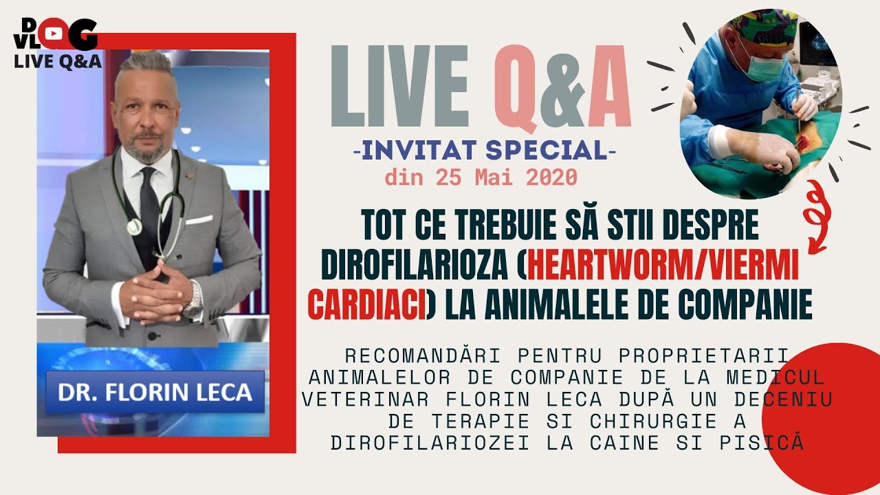 DogVlog LIVE Q&A #2 - DIROFILARIOZA la animale cu Dr Florin Leca ...