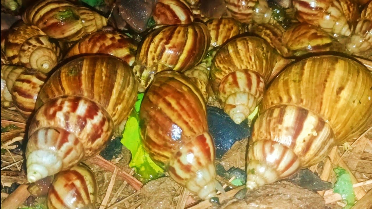 wow unique! farmer pick a lot of strange snail in the night - YouTube