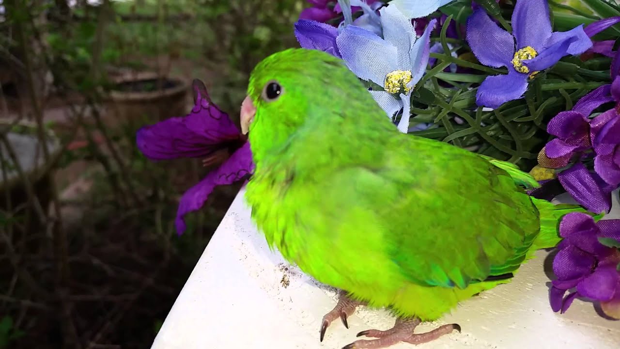 Pippin green rumped parrotlet of Columbine aviary - YouTube