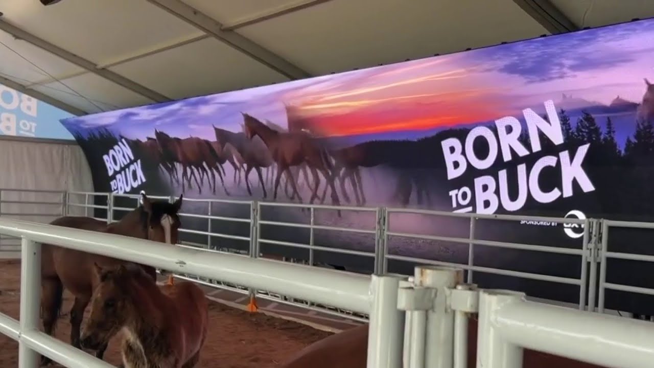 HL At Rodeo Houston Born to Buck Houston Life Live - YouTube