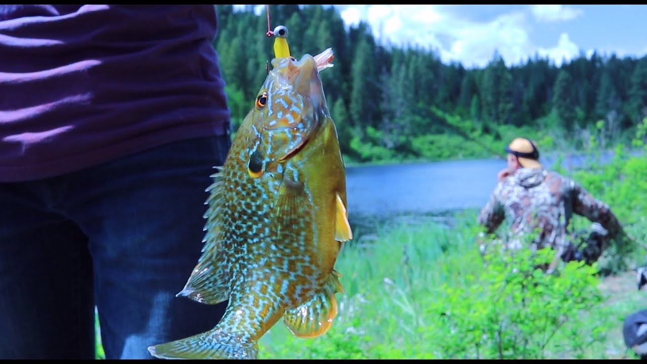 Kill and Cook (Bass and Sunfish) Hiked in and ate Fish Sandwiches by ...