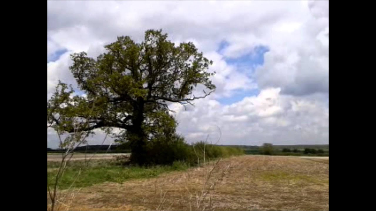 A Red Kite Calling. - YouTube