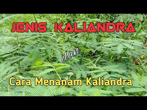 Jenis-jenis Kaliandra dan Cara Menanam Kaliandra - YouTube