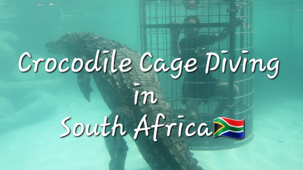Crocodile Cage Diving-Cango Wildlife Ranch🐊, Oudtshoorn - YouTube