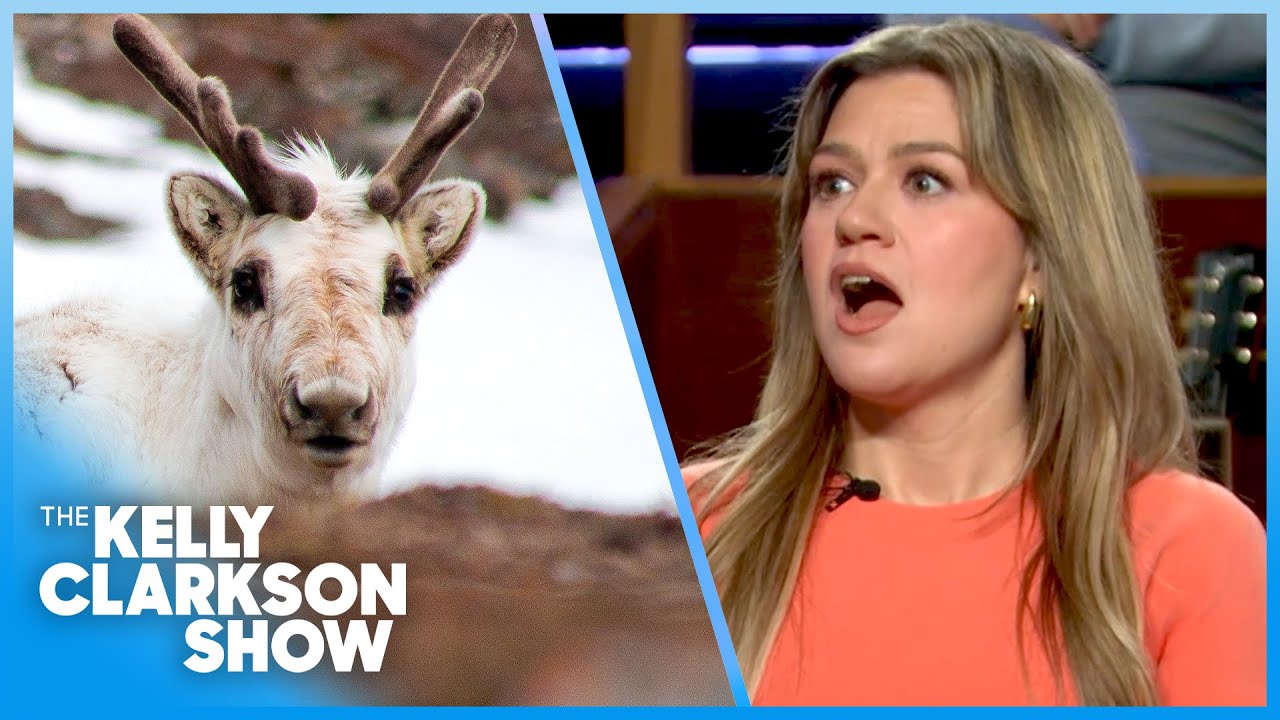 Kelly Clarkson Wants To Cuddle Svalbard Reindeer Near North Pole - YouTube
