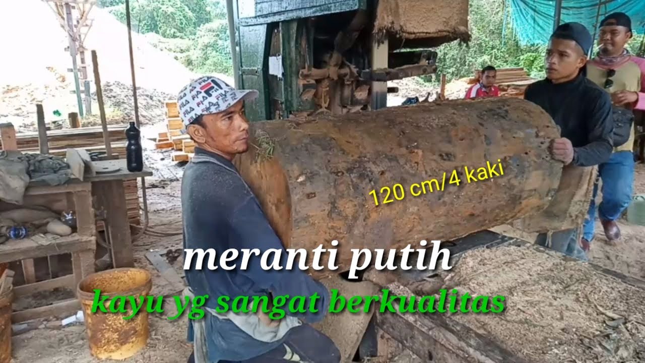 SAWMILL..!! MERANTI PUTIH ! Berkualitas - YouTube