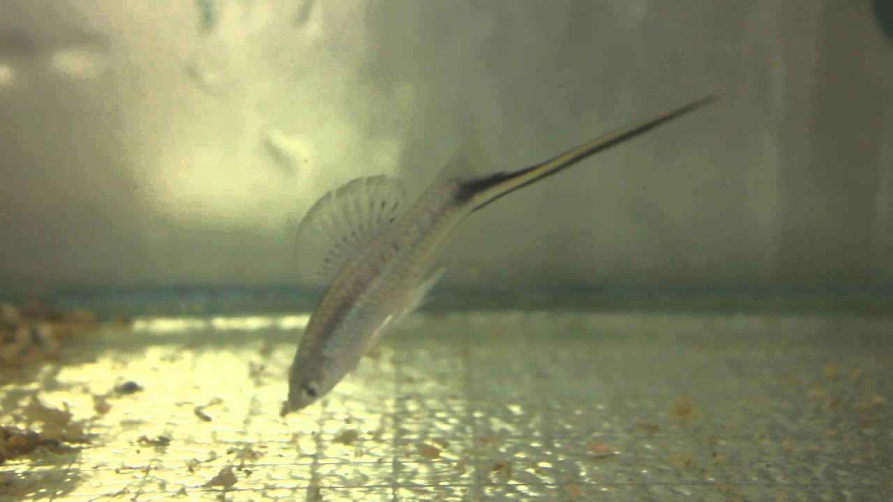 Xiphophorus montezumae - King Of the Swordtail's - YouTube