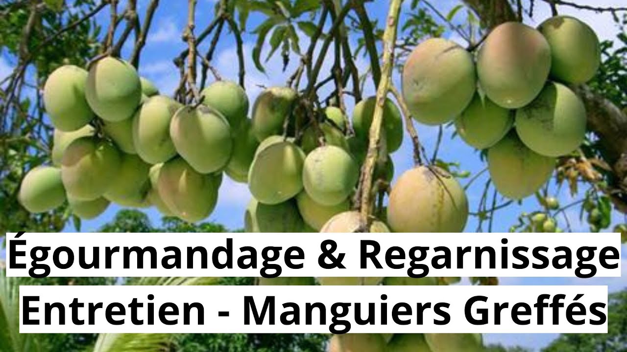 Comment Entretenir une Nouvelle Plantation de Manguiers Greffés ...