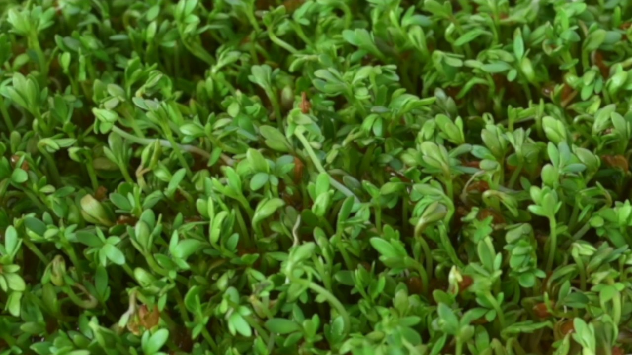Microgreens - cress sprouts time lapse - YouTube