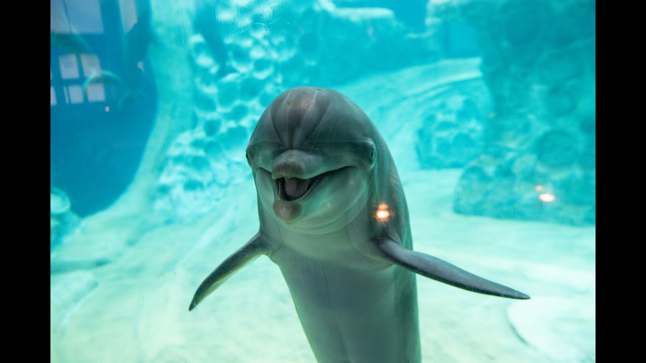 Episode 10: How to Train a Dolphin - YouTube