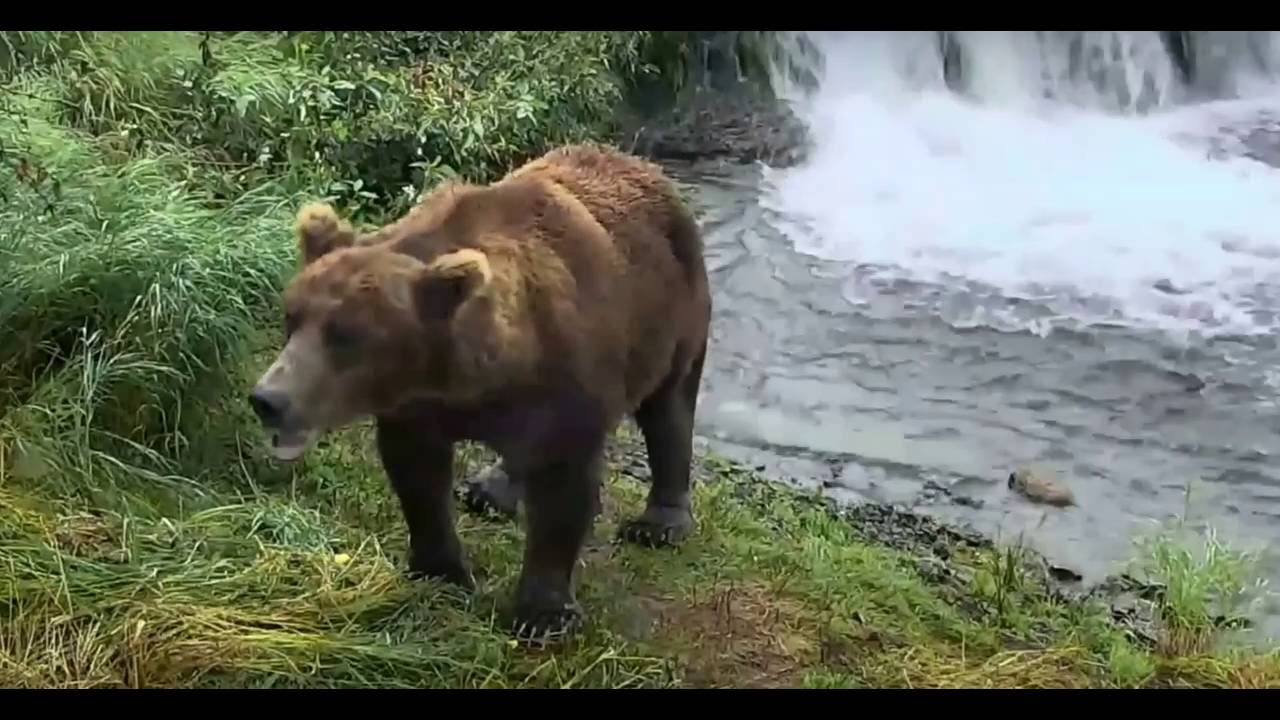 2016 07 22 20 18 50 Bear 856 came sniffing around right after 402 left ...