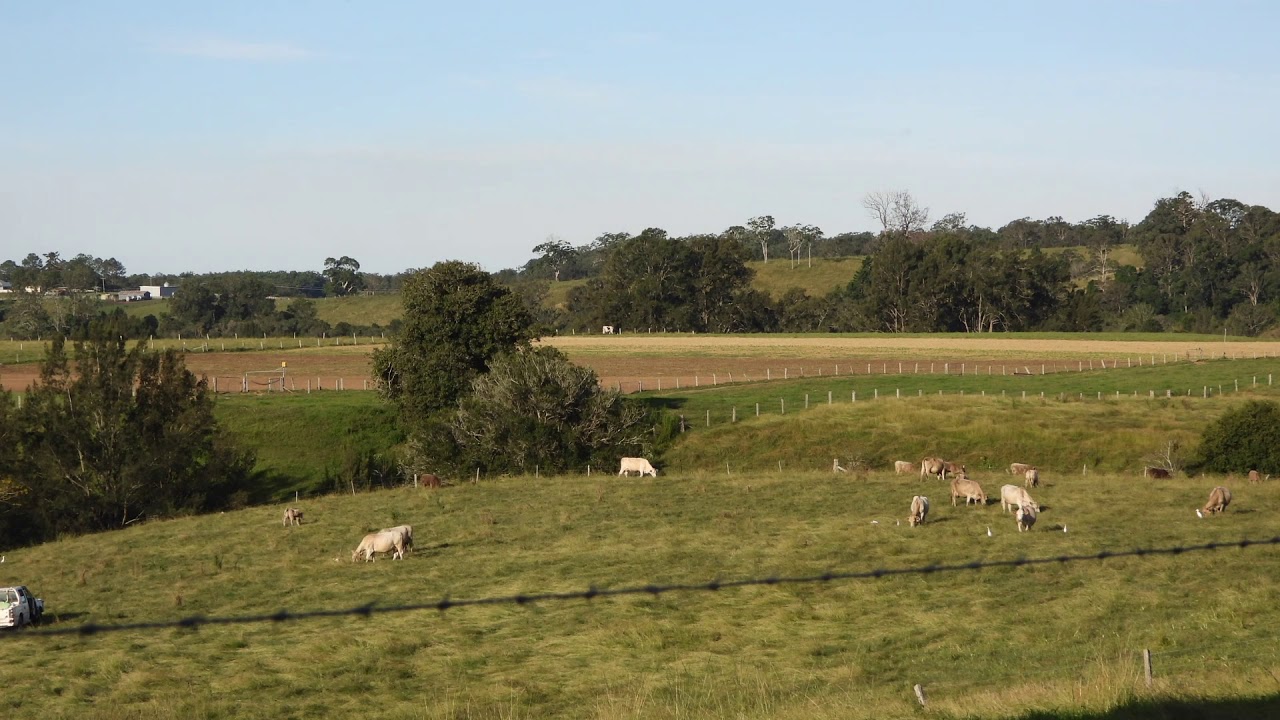 Cows mowing the lawn - Time Lapse photograhy - YouTube