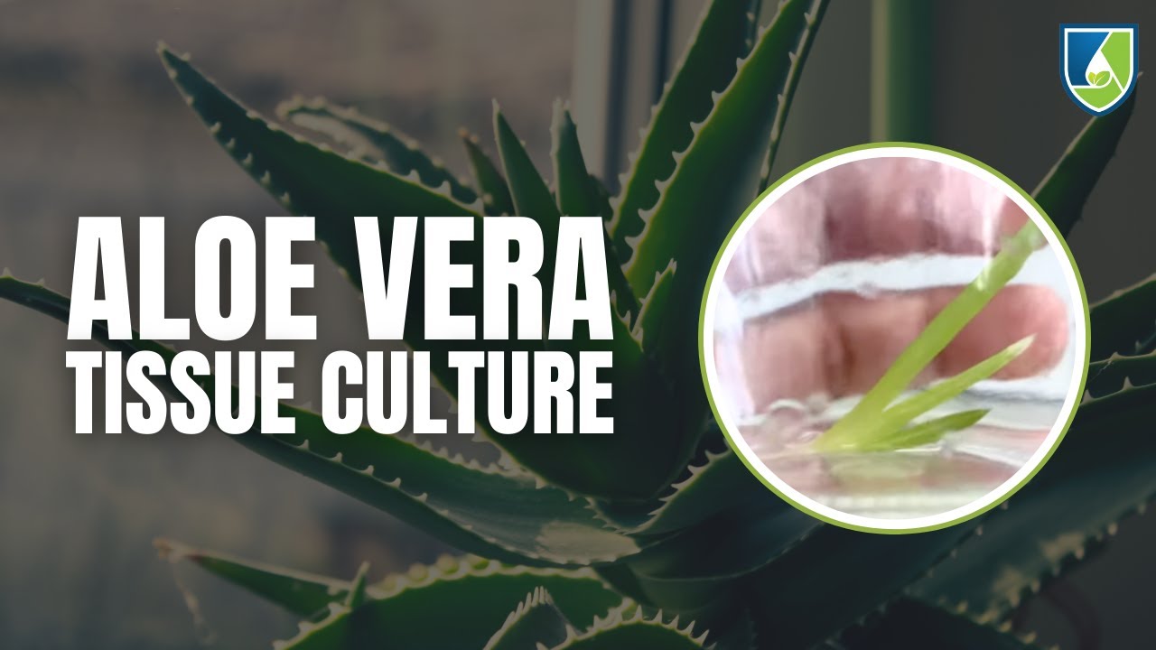 DIY Tissue Culture: Aloe Vera! - YouTube