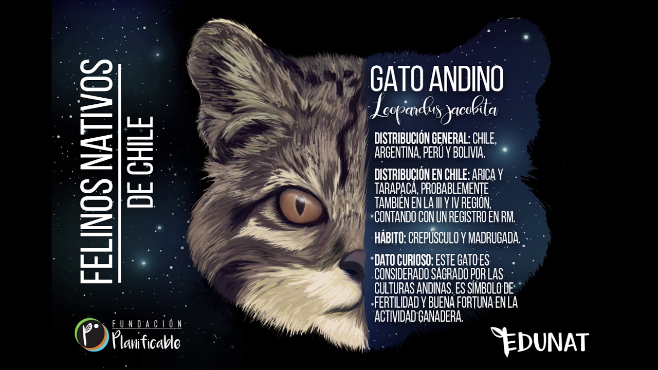 Felinos nativos de Chile -Gato andino - YouTube