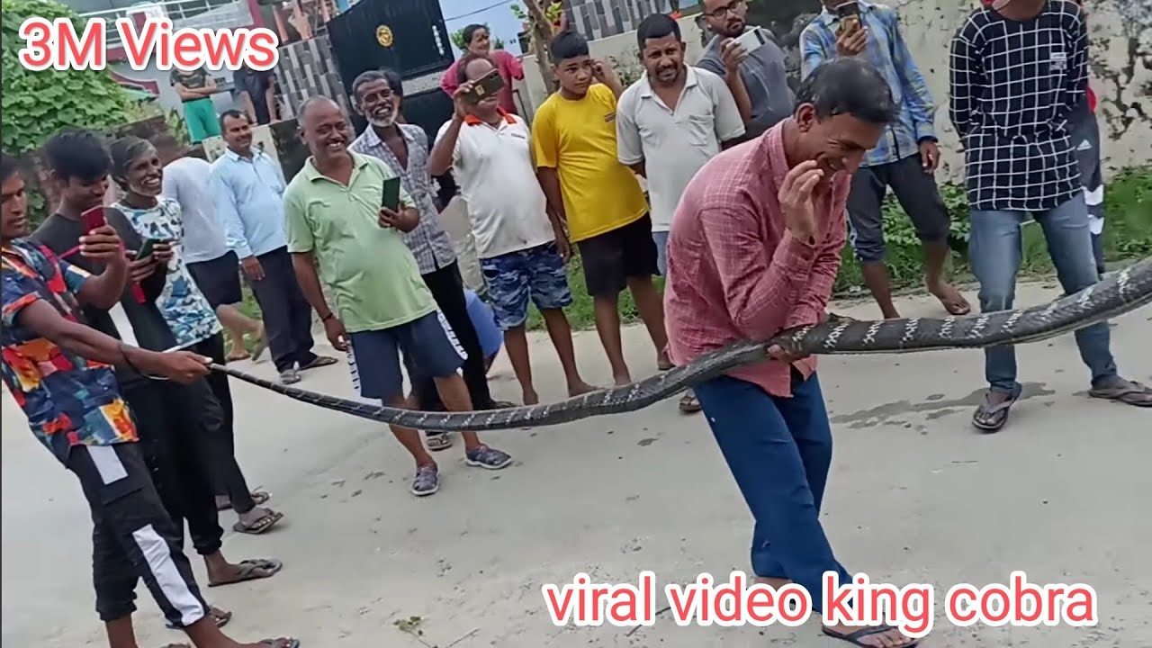 Viralvideo# King of snakes of the whole world Biggest snake king of my life#world famous King ...