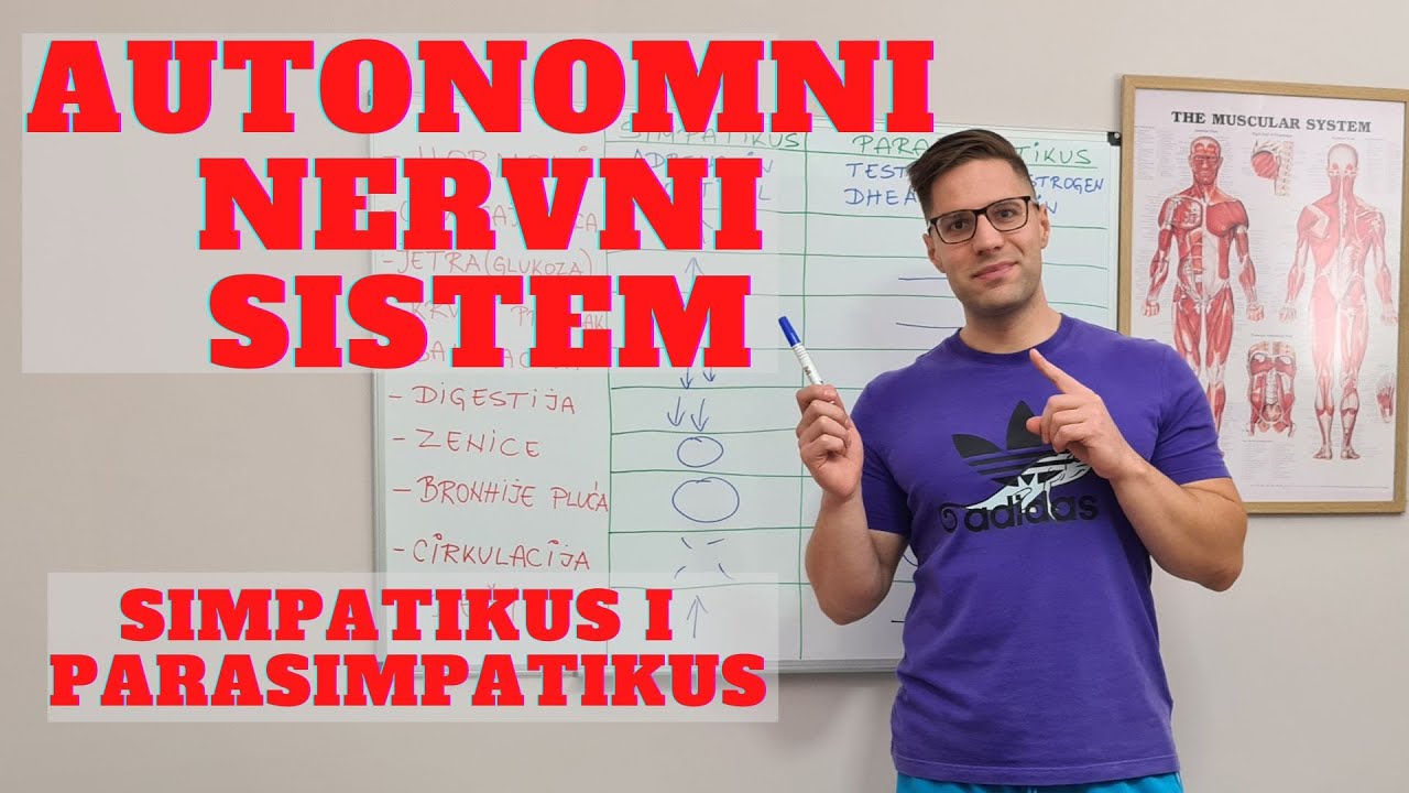 AUTONOMNI NERVNI SISTEM | SIMPATIKUS I PARASIMPATIKUS - YouTube