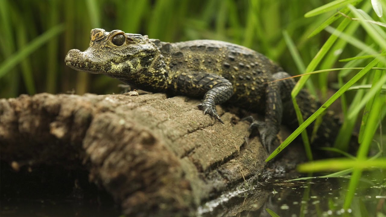 Crocs: Ancient Predators in a Modern World, Academy of Natural Sciences ...