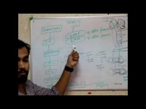 NEUROANATOMY (pyramidal and extrapyramidal system ) - YouTube