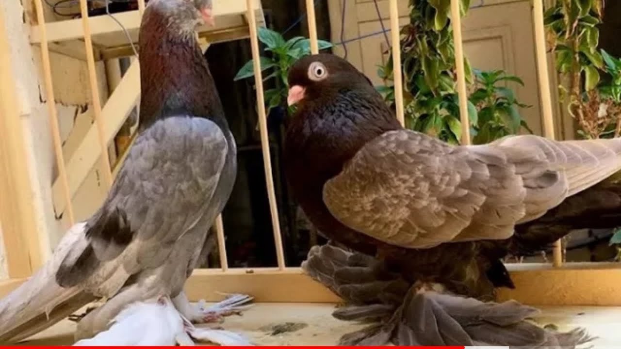 Best high flying pigeons and performance - YouTube