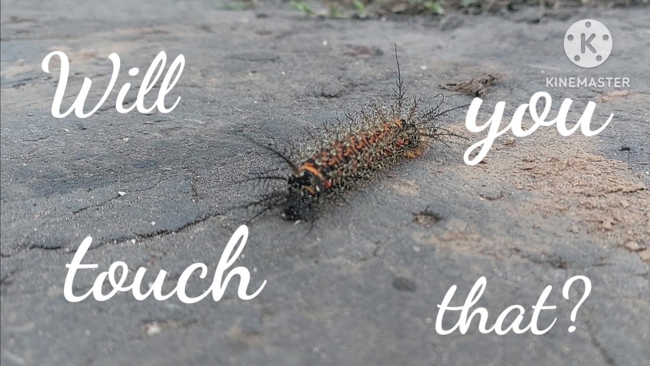 Isabella Tiger Moth/Wooly Bear Caterpillar - YouTube
