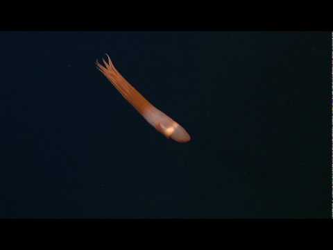 Ghostly critters from the deep sea: CIRRATE OCTOPUS - YouTube