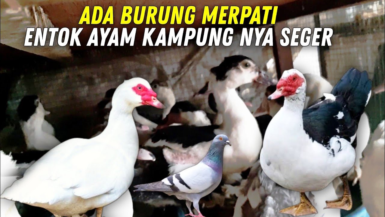 ADA BURUNG MERPATI ENTOK AYAM KAMPUNG BIBIT TERNAK - YouTube