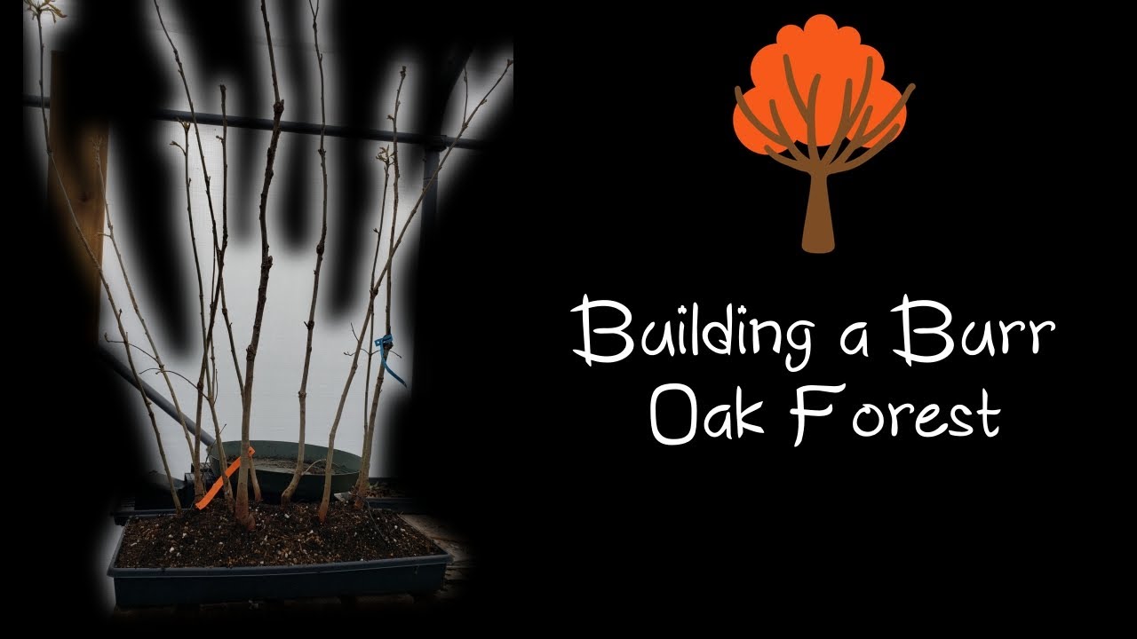 Building a Burr Oak forest - YouTube